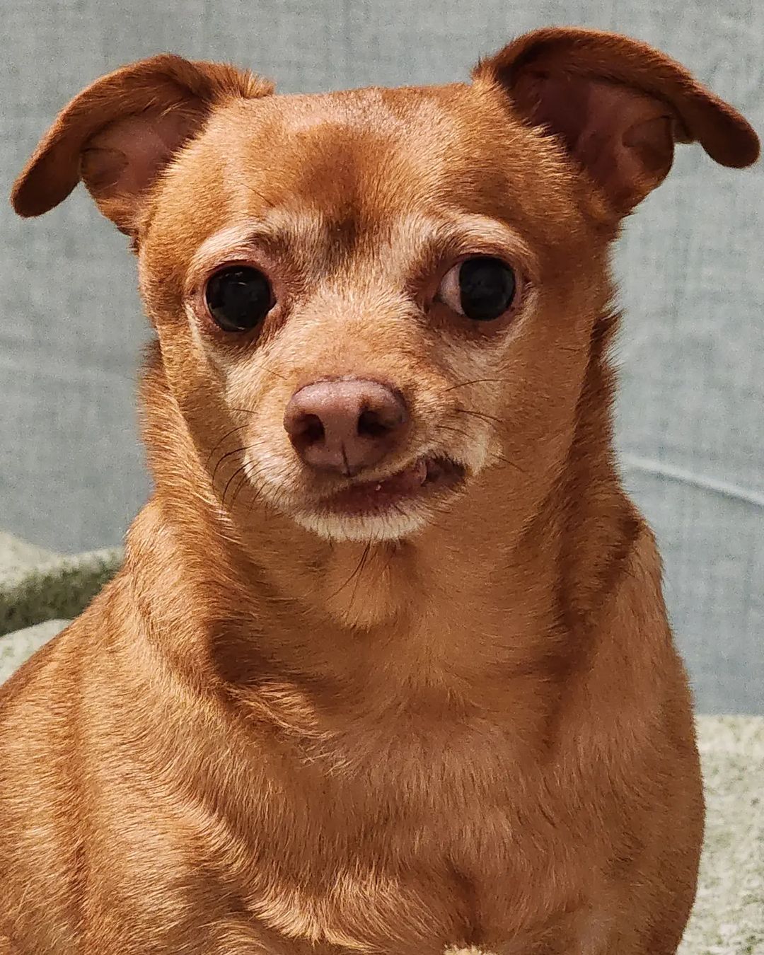 Puppy Dog Face Please