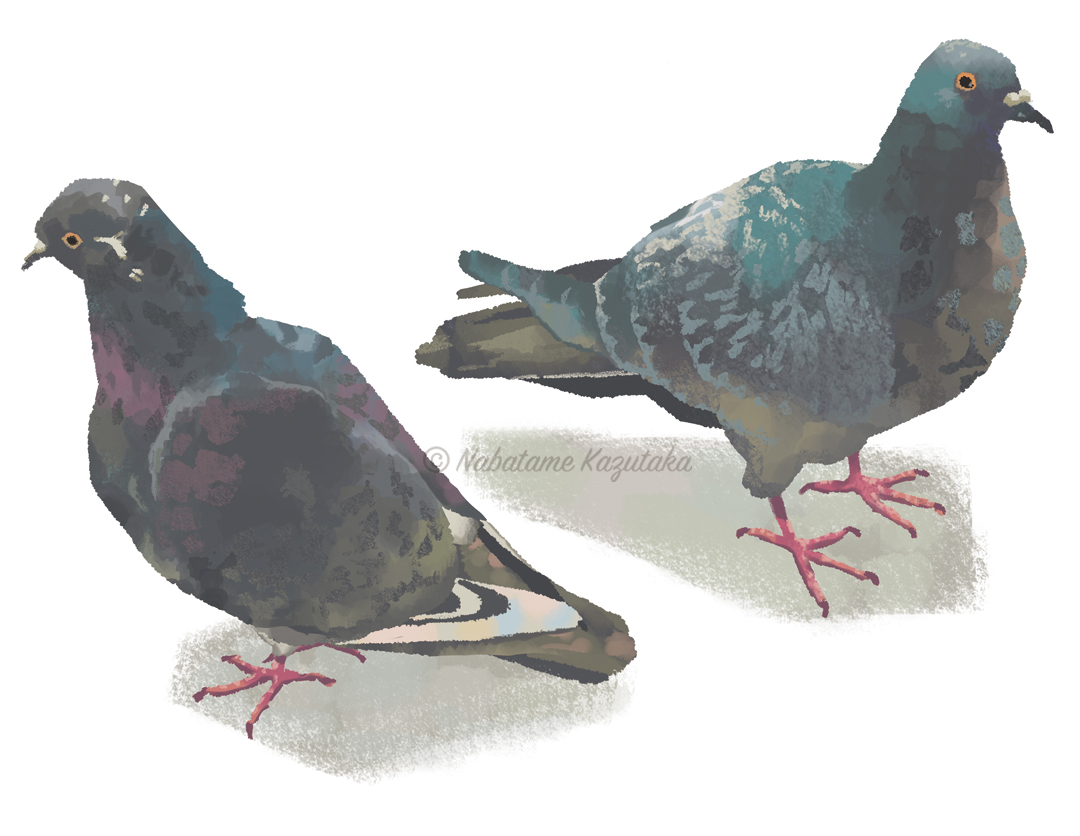 「昔描いたハトです。 」|生田目 和剛 (ナバタメ・カズタカ)のイラスト