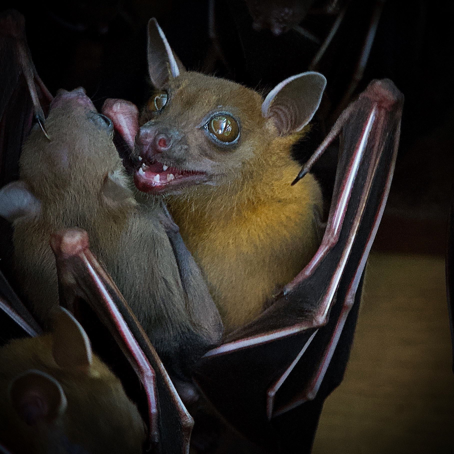 Lesser Dog Faced Fruit Bat