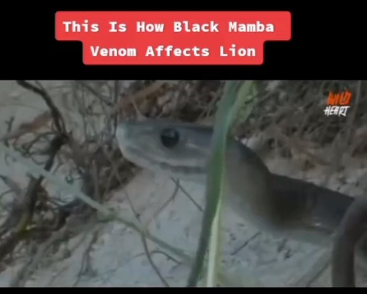 Black Mamba Vs Lion