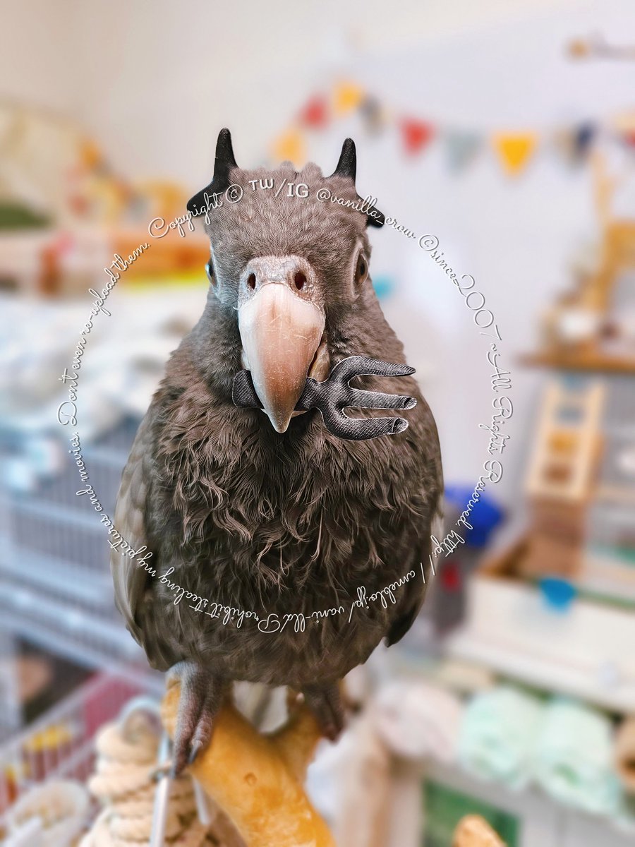 𖥧𖧧𖥣𖥧𖤣𓅂𓅫 vanilla 𓅩𖤣𖥧𖥣𖧧𖥧(@vanilla_crow) - Twilog