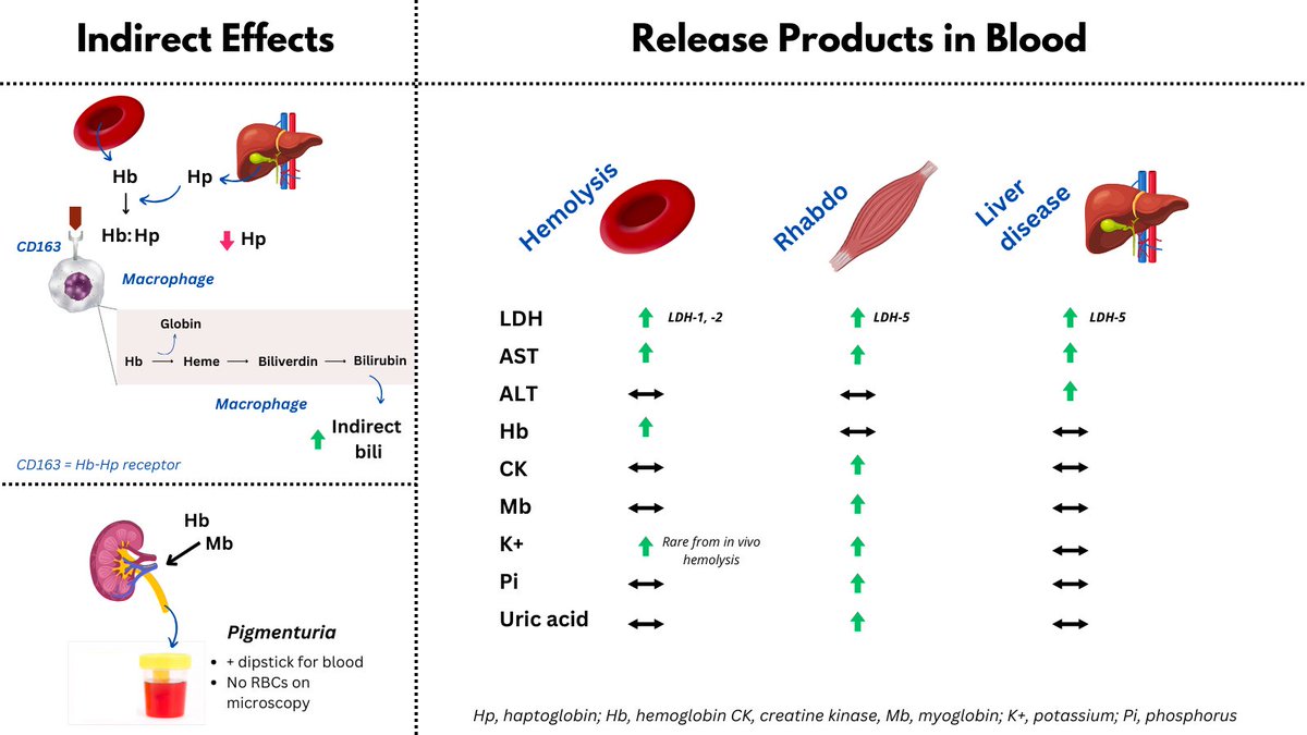 1/2 HEMOLYSIS vs. RHABDO Earlier this week, I tweeted a series of labs ...