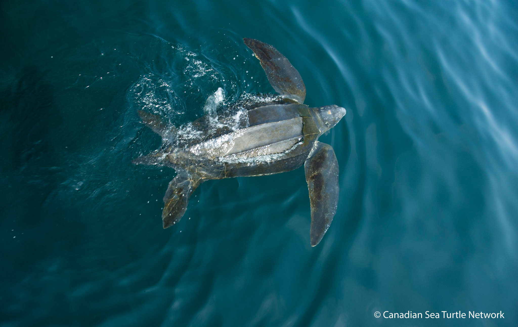 Leatherback Sea Turtle Swimming