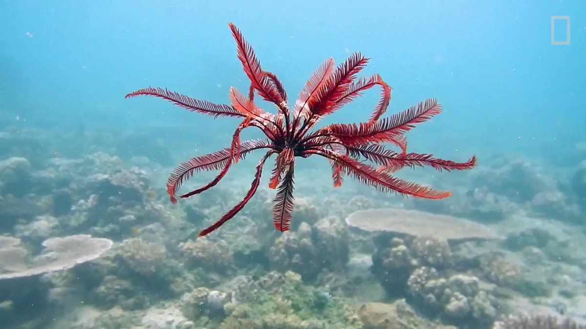 Feather Star
