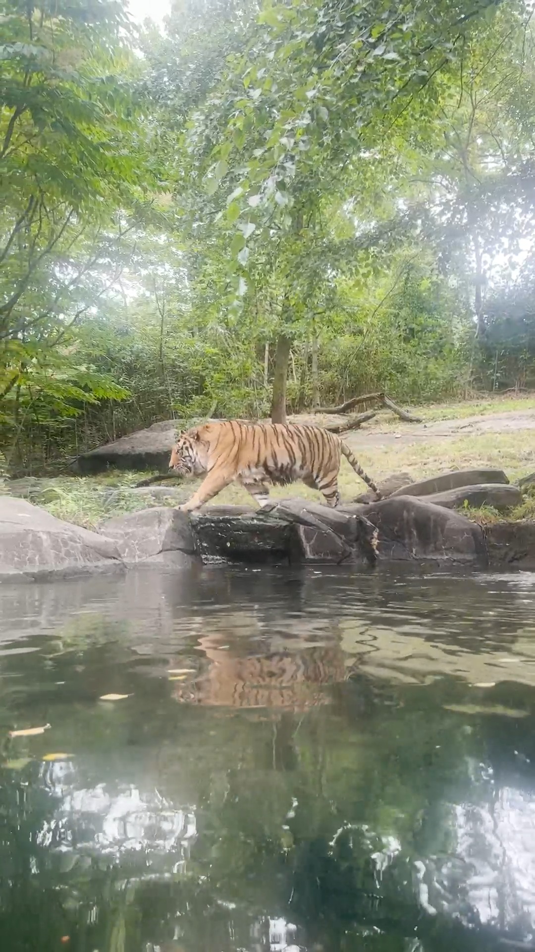 Bronx Zoo Tiger Mountain