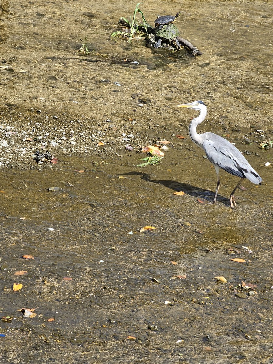 𖥧𖧧𖥣𖥧𖤣𓅂𓅫 vanilla 𓅩𖤣𖥧𖥣𖧧𖥧(@vanilla_crow) - Twilog