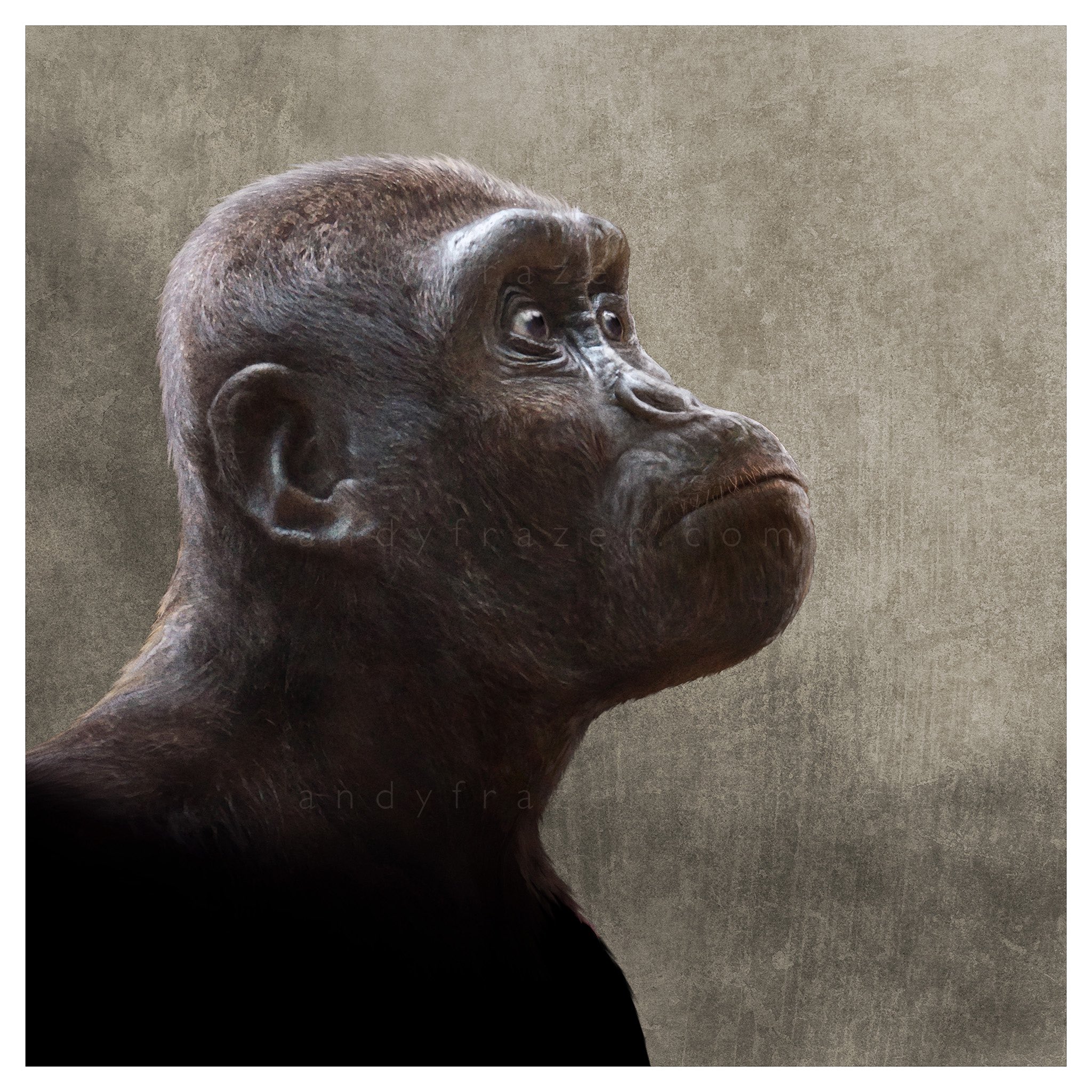 Australopithecus Afarensis Drawing