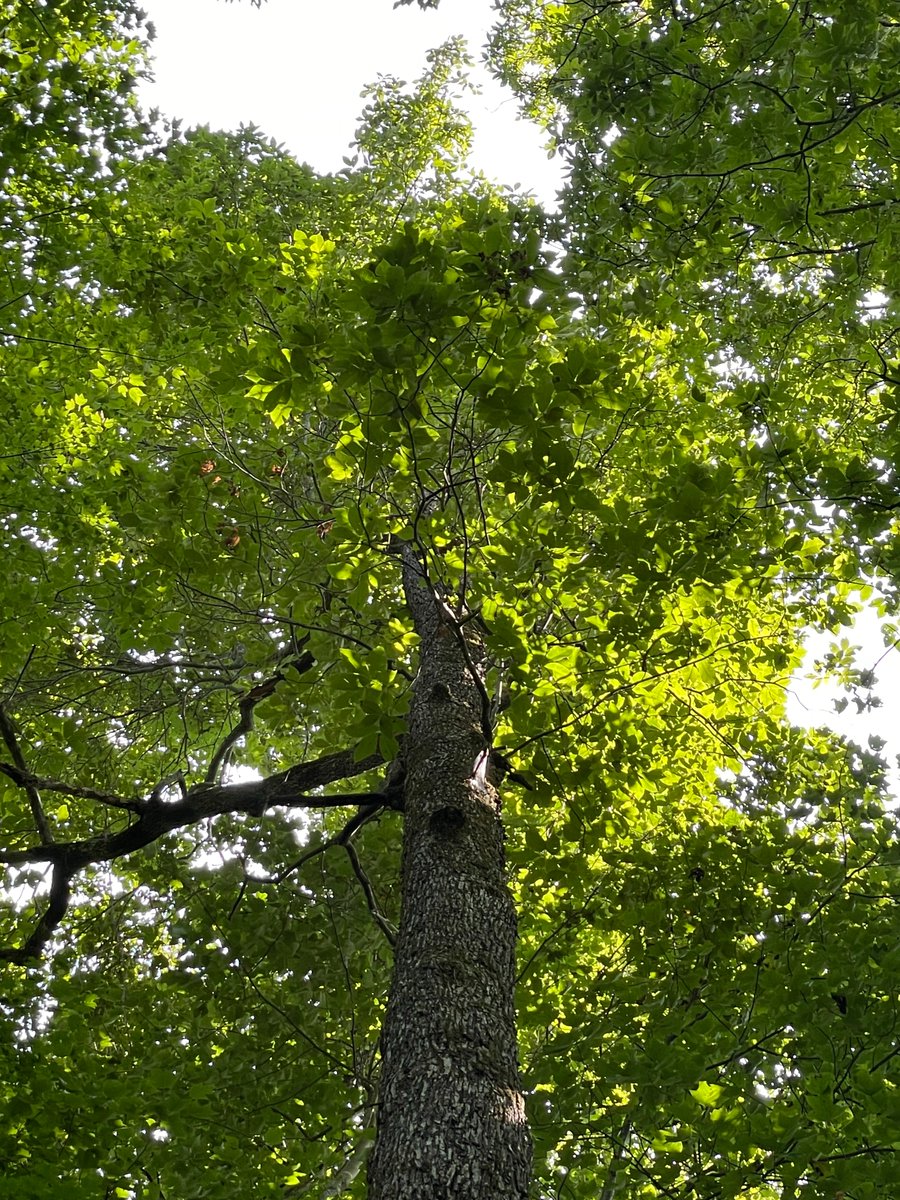 Thread by @roving_brah on Thread Reader App – Thread Reader App