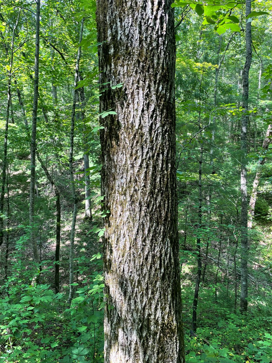 Thread by @roving_brah on Thread Reader App – Thread Reader App