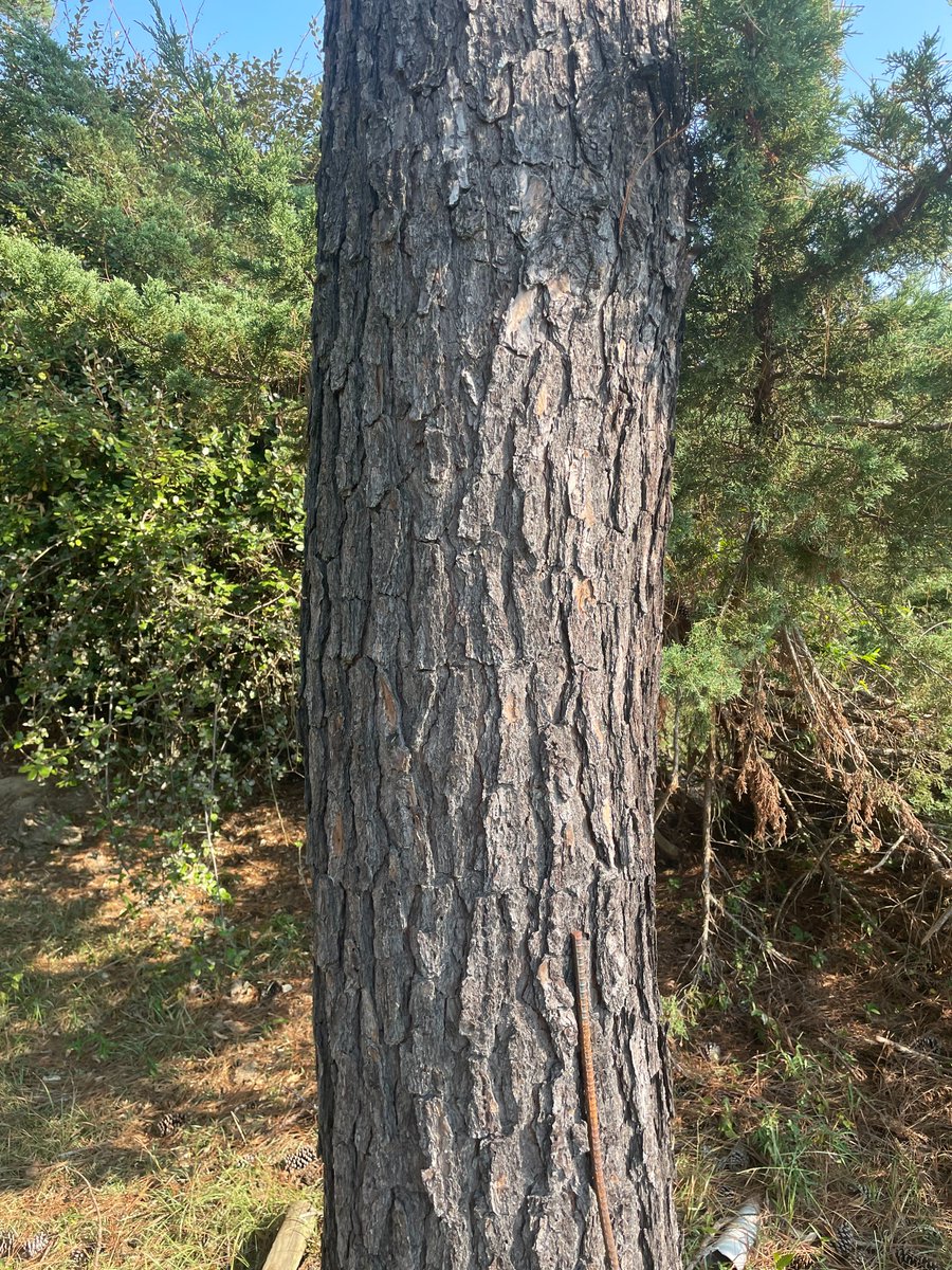 Thread by @roving_brah on Thread Reader App – Thread Reader App