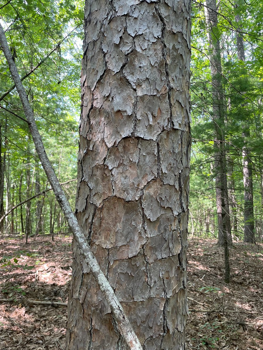 Thread by @roving_brah on Thread Reader App – Thread Reader App