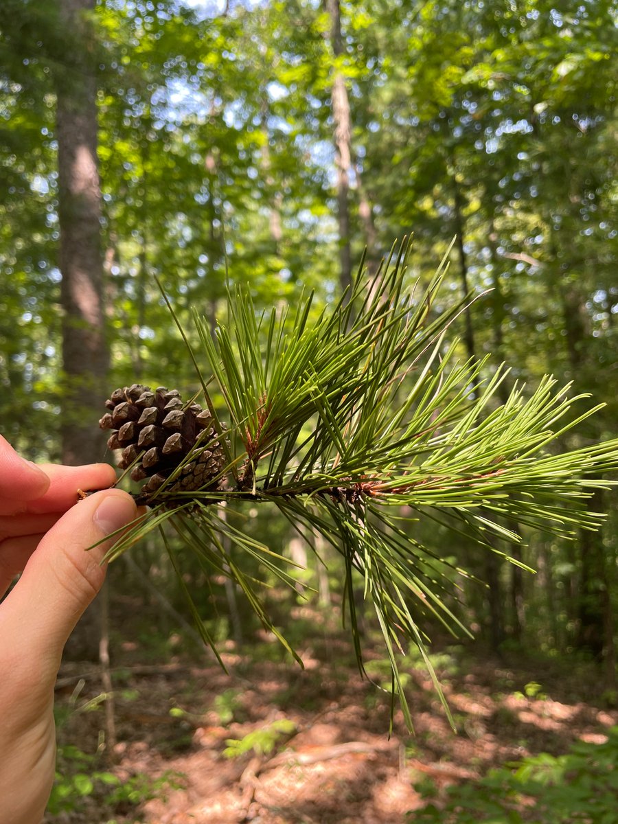 Thread by @roving_brah on Thread Reader App – Thread Reader App