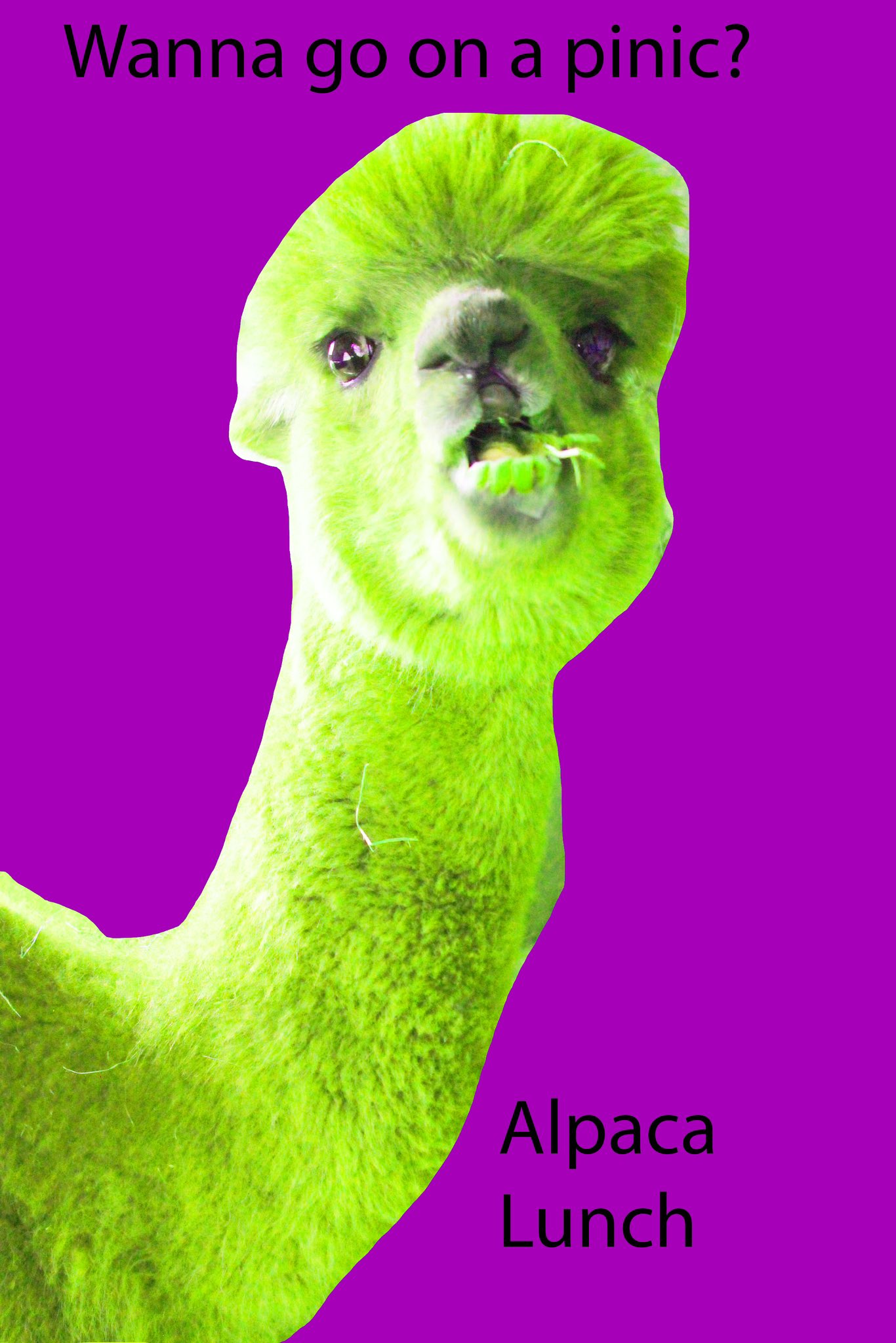 Bunchie The Llama Wallpaper