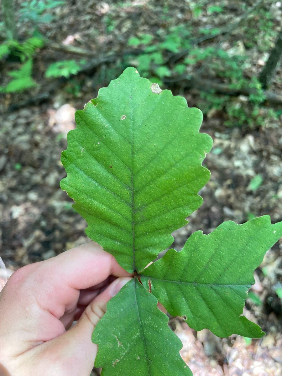 Thread by @roving_brah on Thread Reader App – Thread Reader App