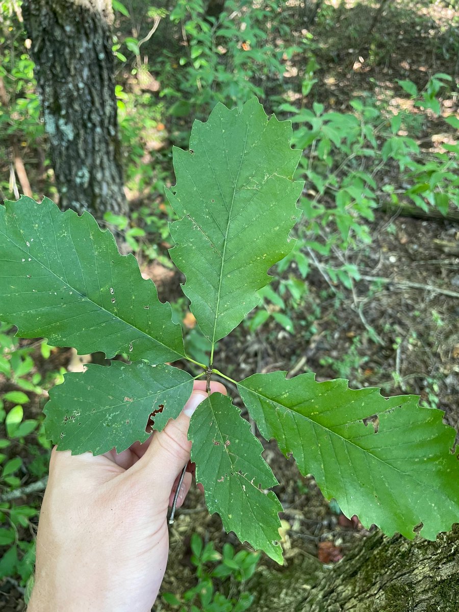 Thread by @roving_brah on Thread Reader App – Thread Reader App