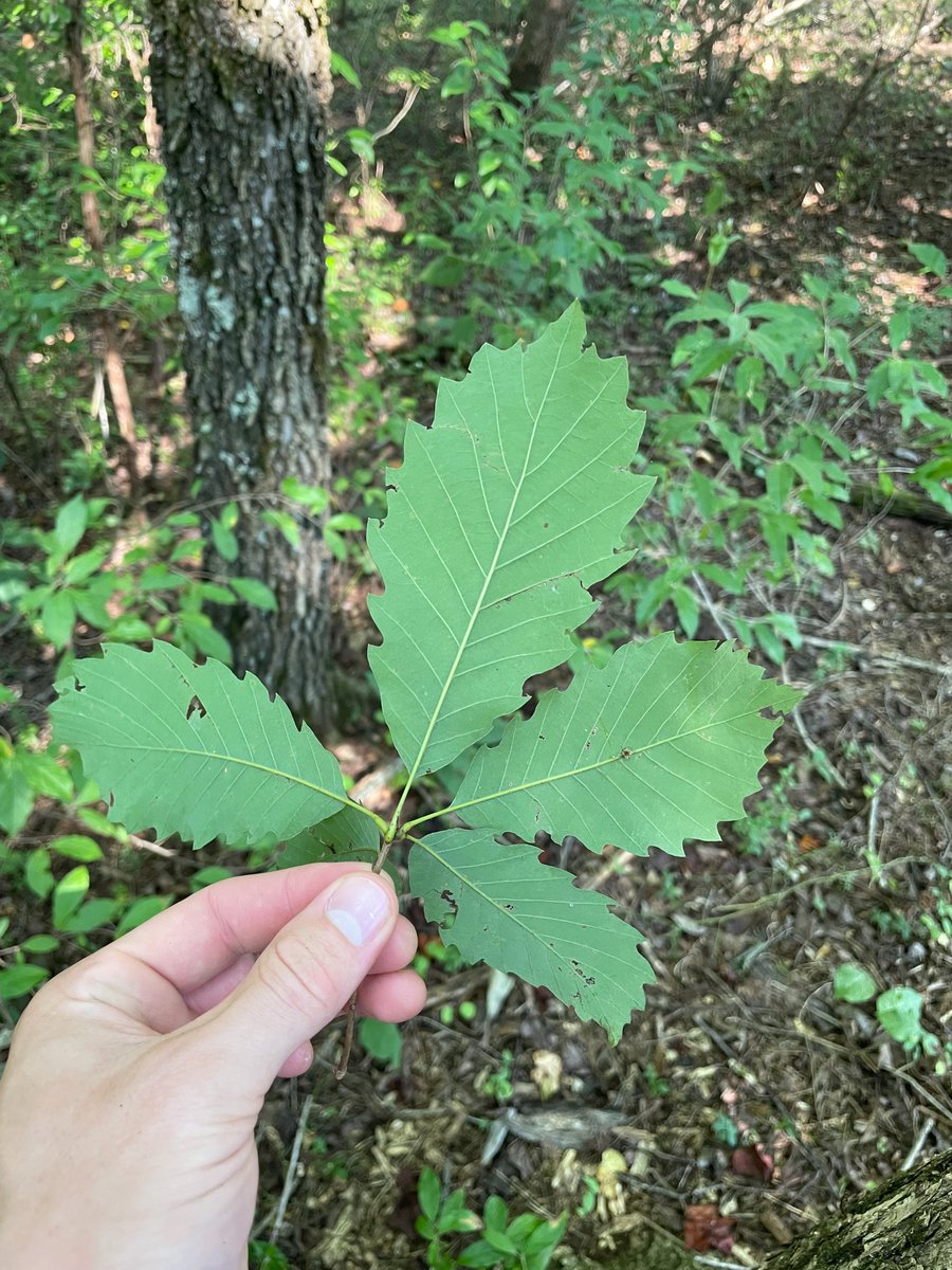 Thread by @roving_brah on Thread Reader App – Thread Reader App