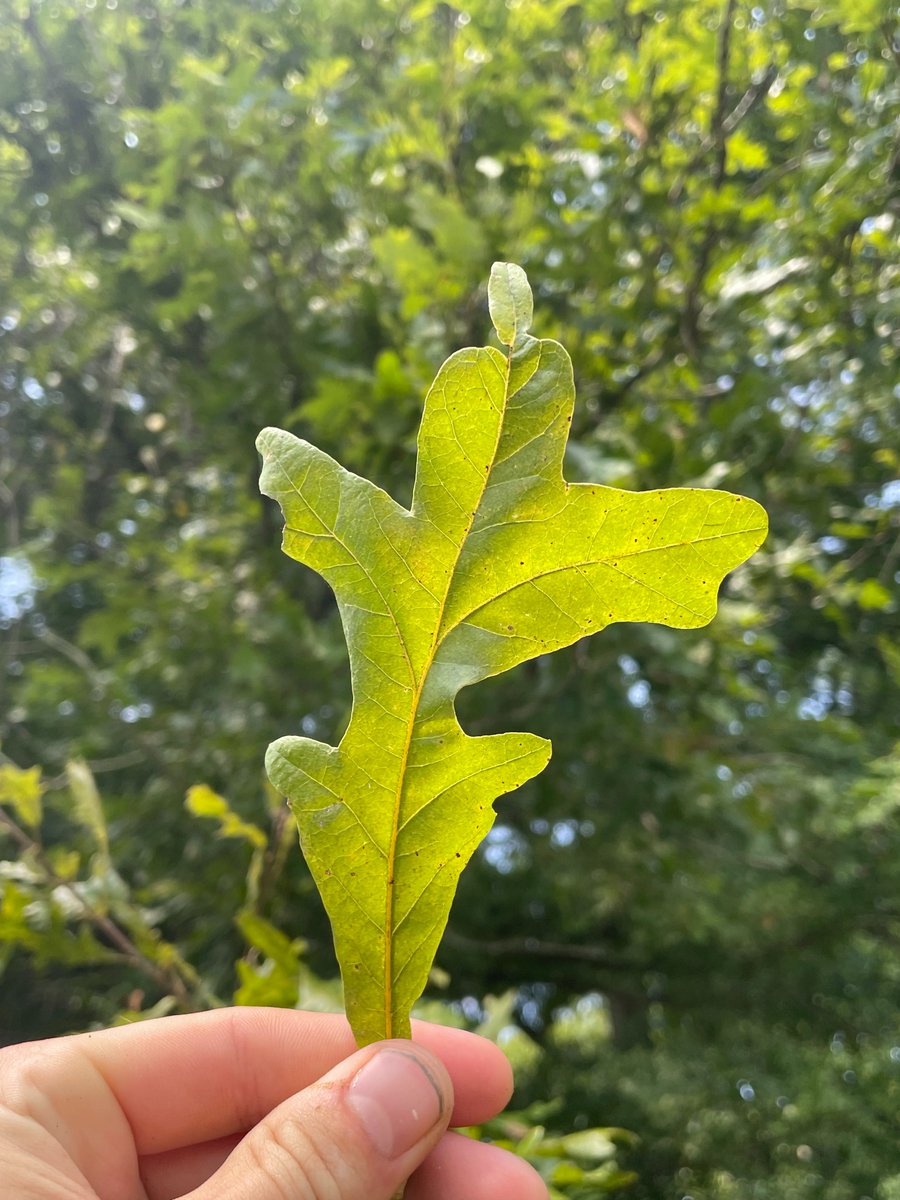 Thread by @roving_brah on Thread Reader App – Thread Reader App