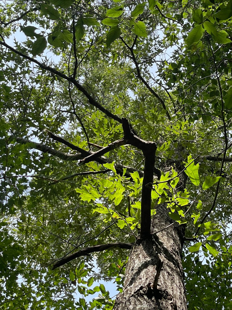 Thread by @roving_brah on Thread Reader App – Thread Reader App