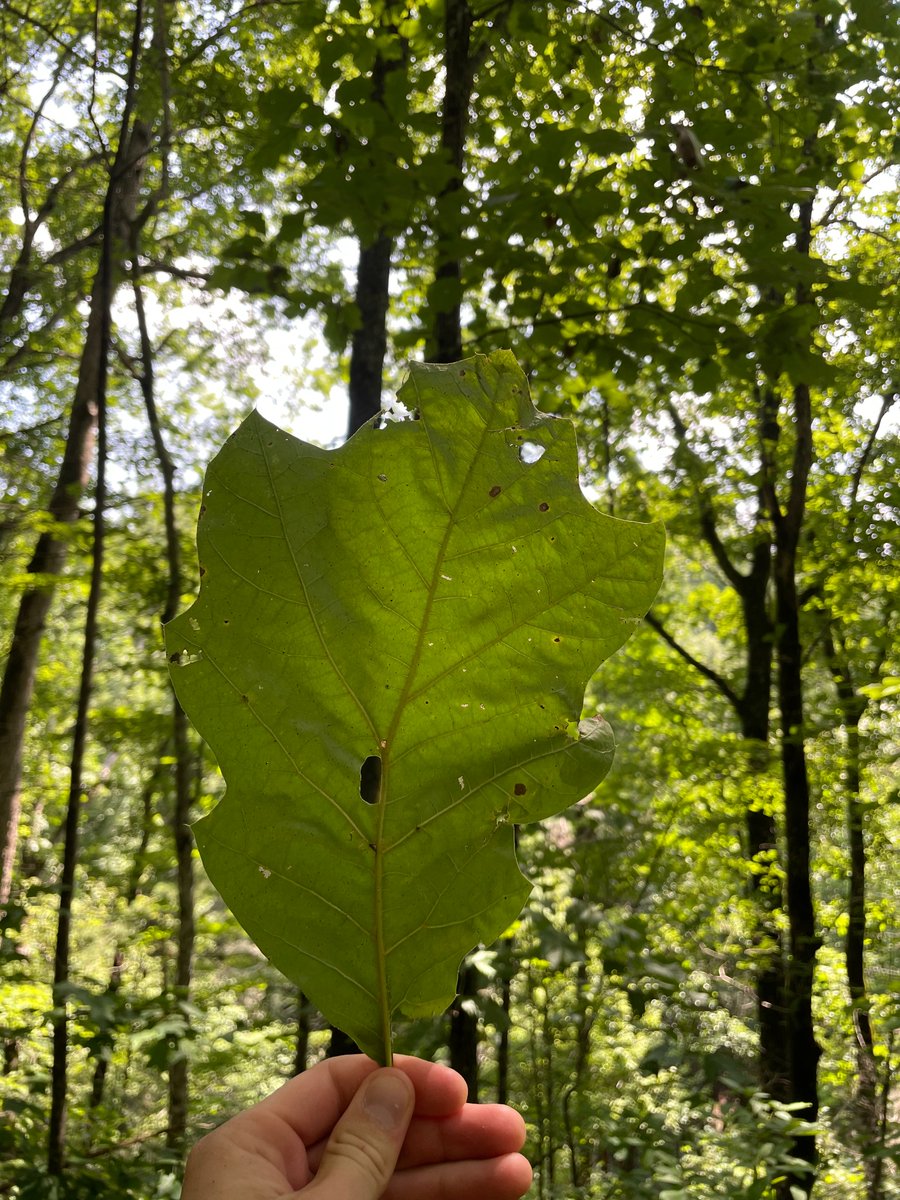 Thread by @roving_brah on Thread Reader App – Thread Reader App