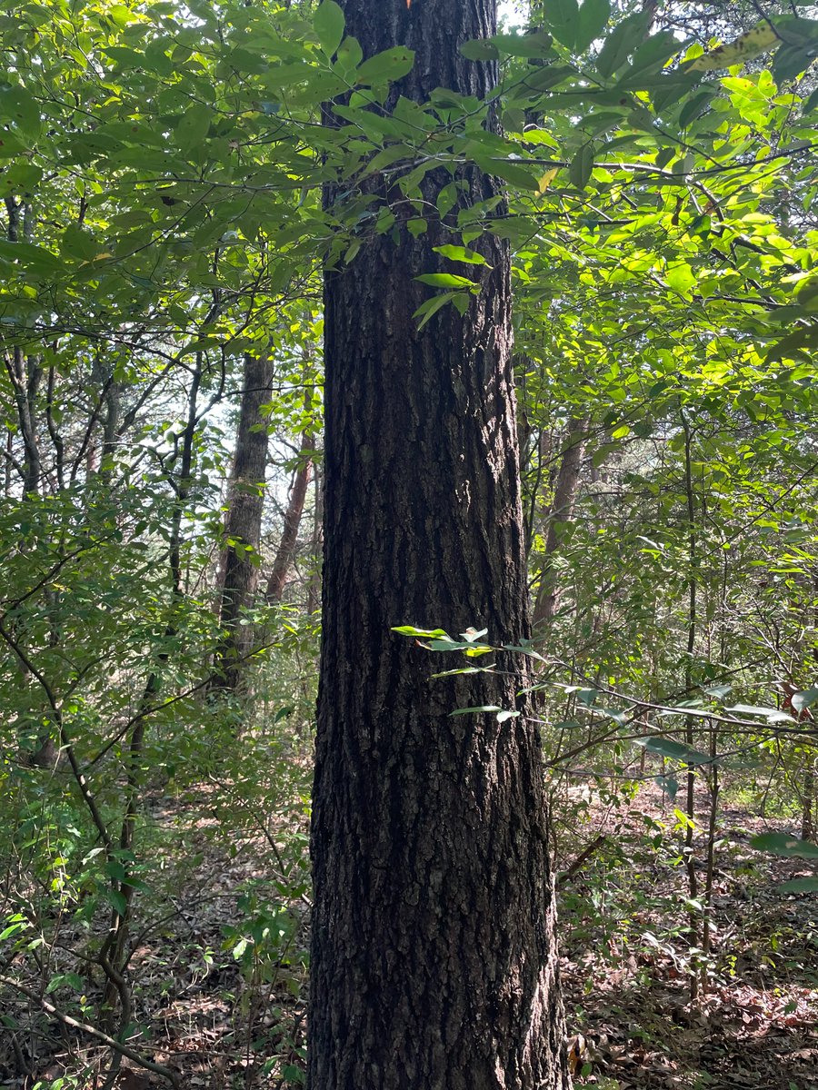 Thread by @roving_brah on Thread Reader App – Thread Reader App