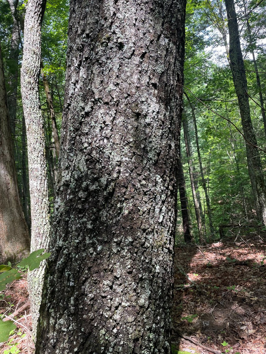 Thread by @roving_brah on Thread Reader App – Thread Reader App