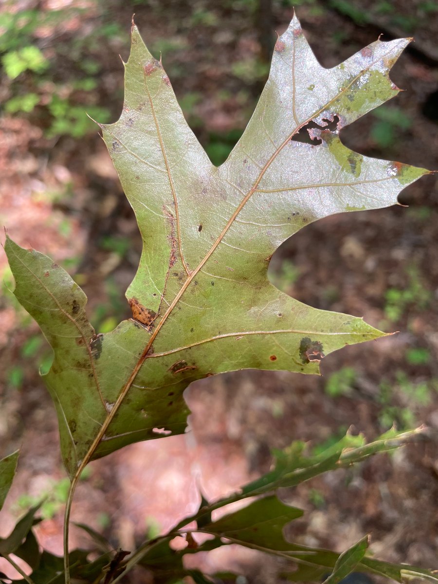 Thread by @roving_brah on Thread Reader App – Thread Reader App