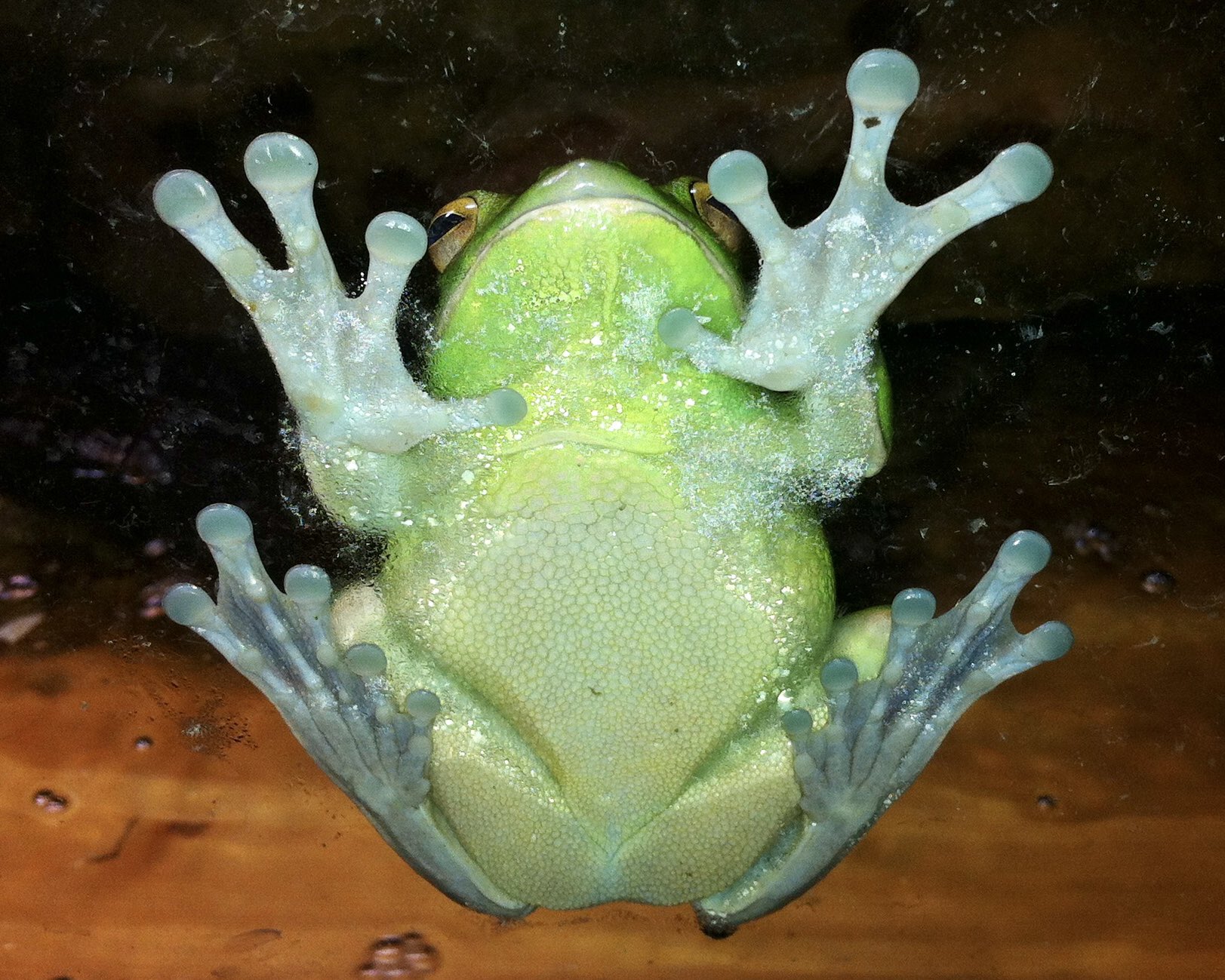 Pregnant Glass Frog
