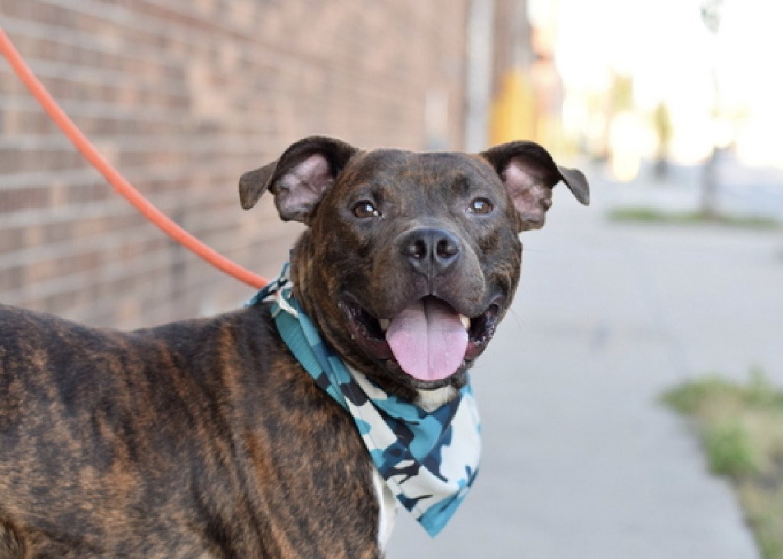 Blue Nose Pitbull Mixed With Rottweiler