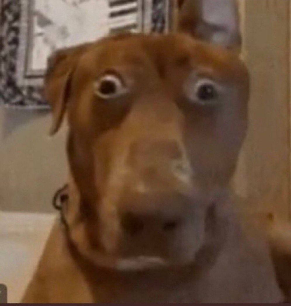 Terrified Dog Meme Terrified Dog Meme