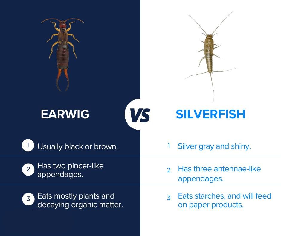 Pestcomfort @pestcomfort - Twitter Profile | Sotwe