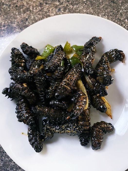 Mopane Worm South Africa