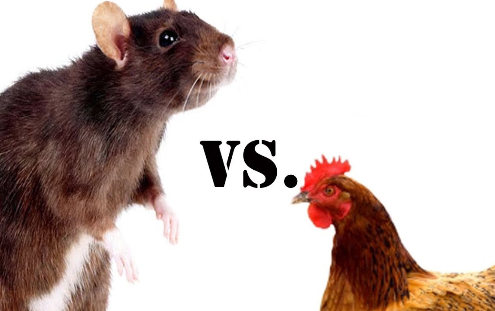 Mouse Eating A Chicken