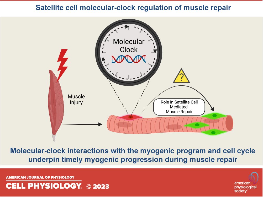 Molecular Clock Diagram Experiments With Serial NetEvolve