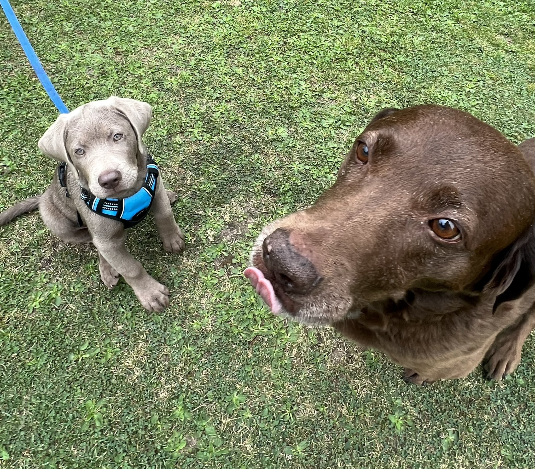 Good Morning Lab Puppy