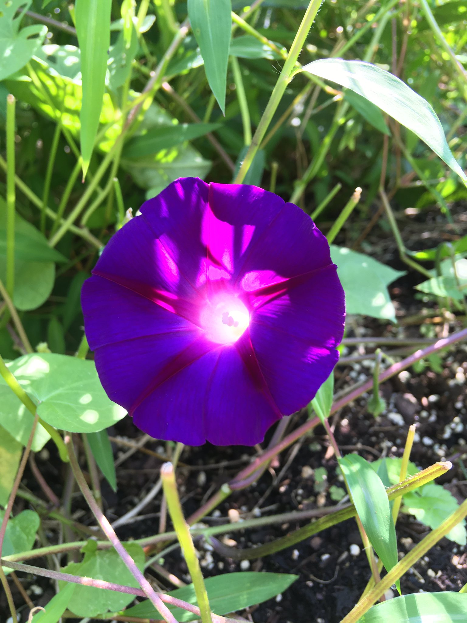 Real Magical Flowers