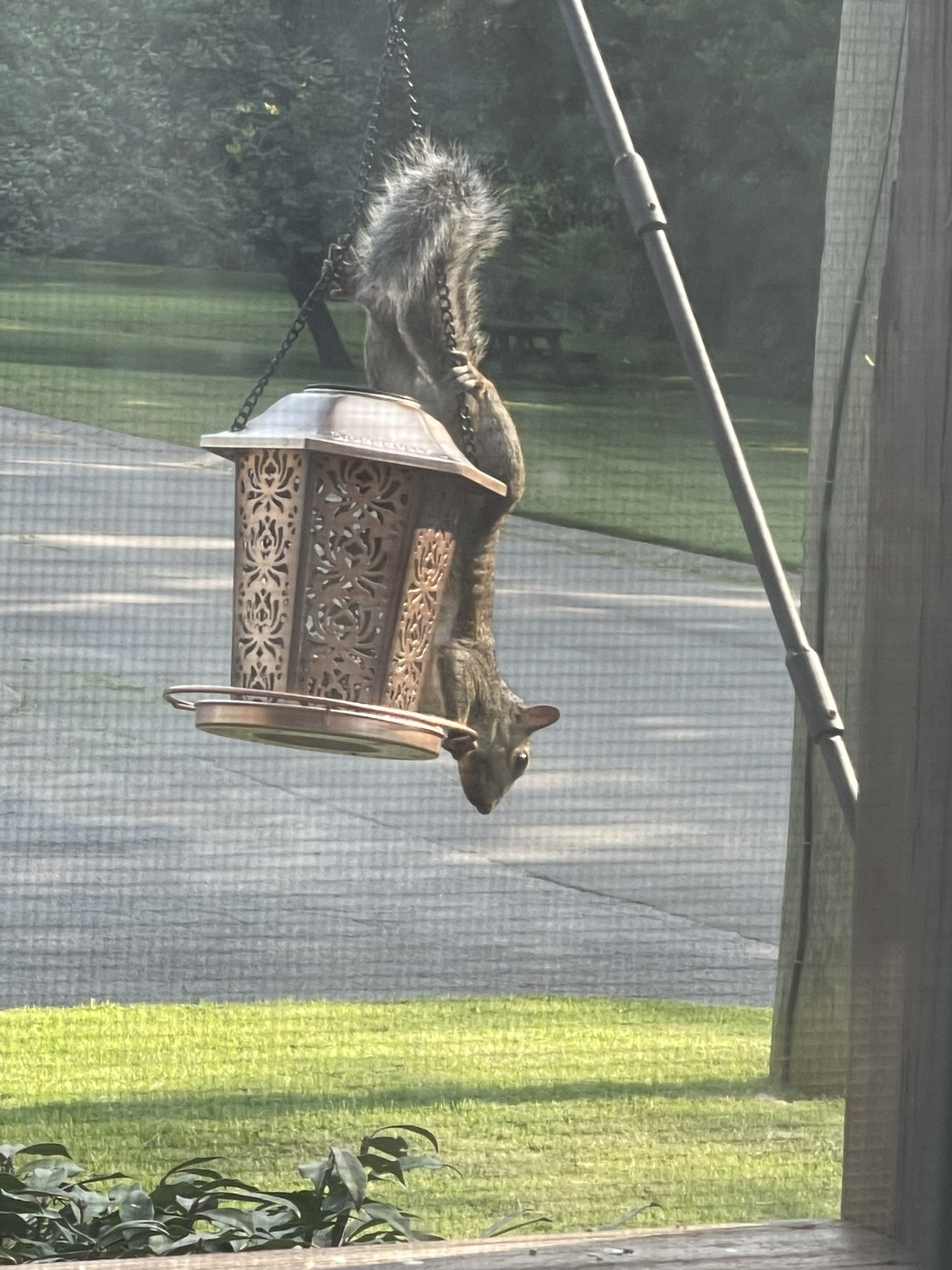 Squirrel Balls Stuck In Bird Feeder