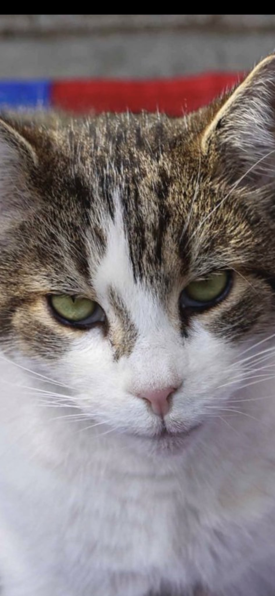 Not Impressed Cat Face