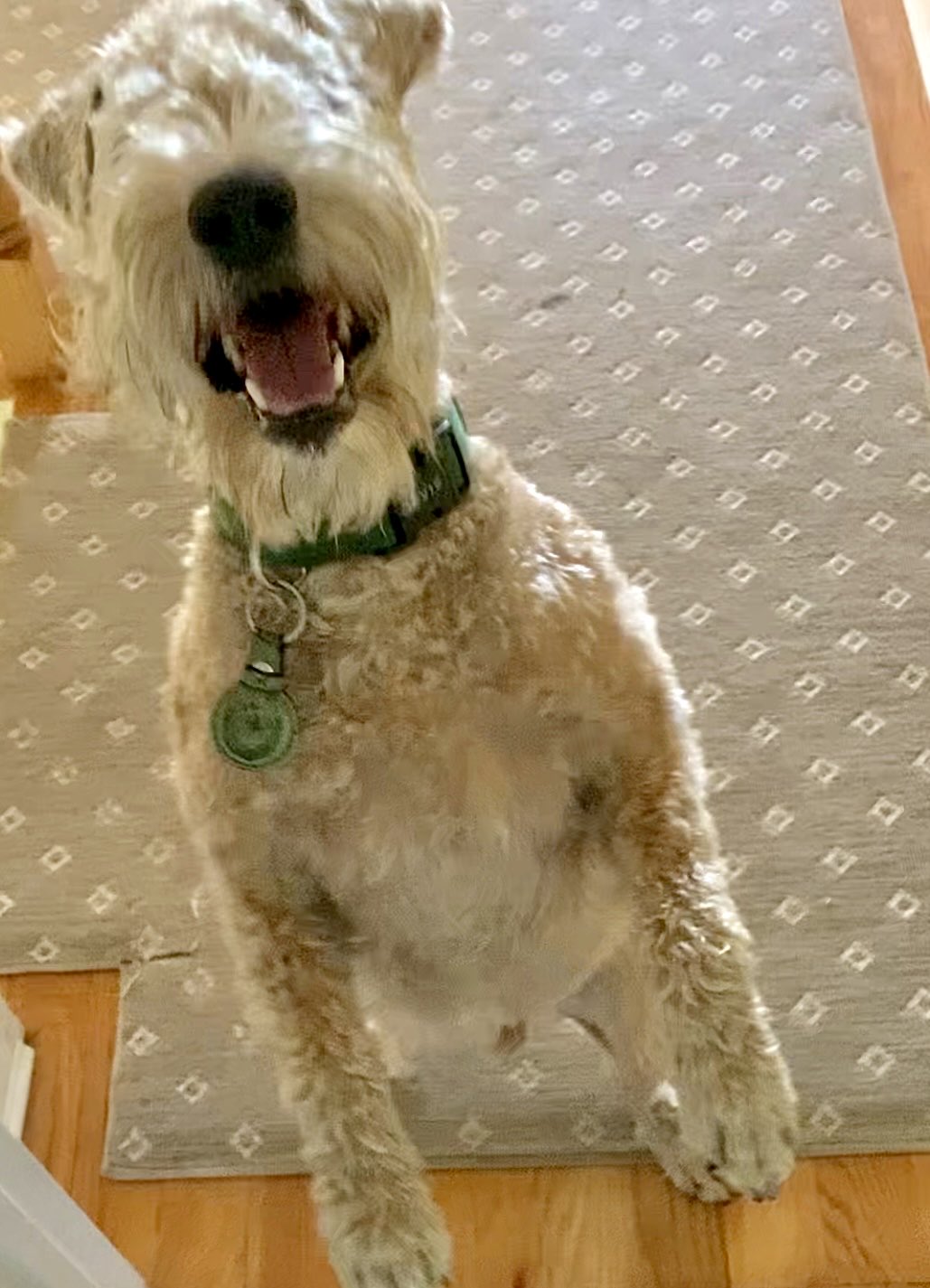 Soft Coated Wheaten Terrier Grooming Styles