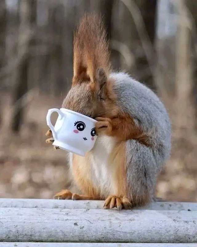 Squirrel Drinking Coffee