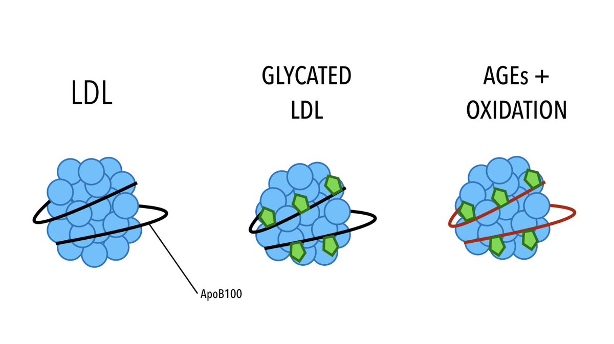 Cholesterol is NOT your enemy: - Thread from Andrew Panella @Longevity ...