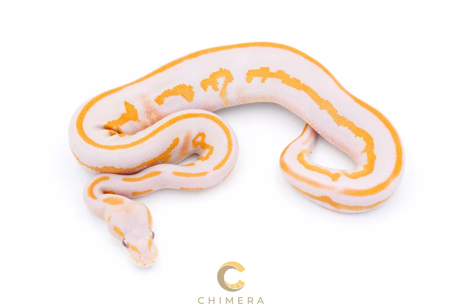 Lavender Albino Pied Ball Python