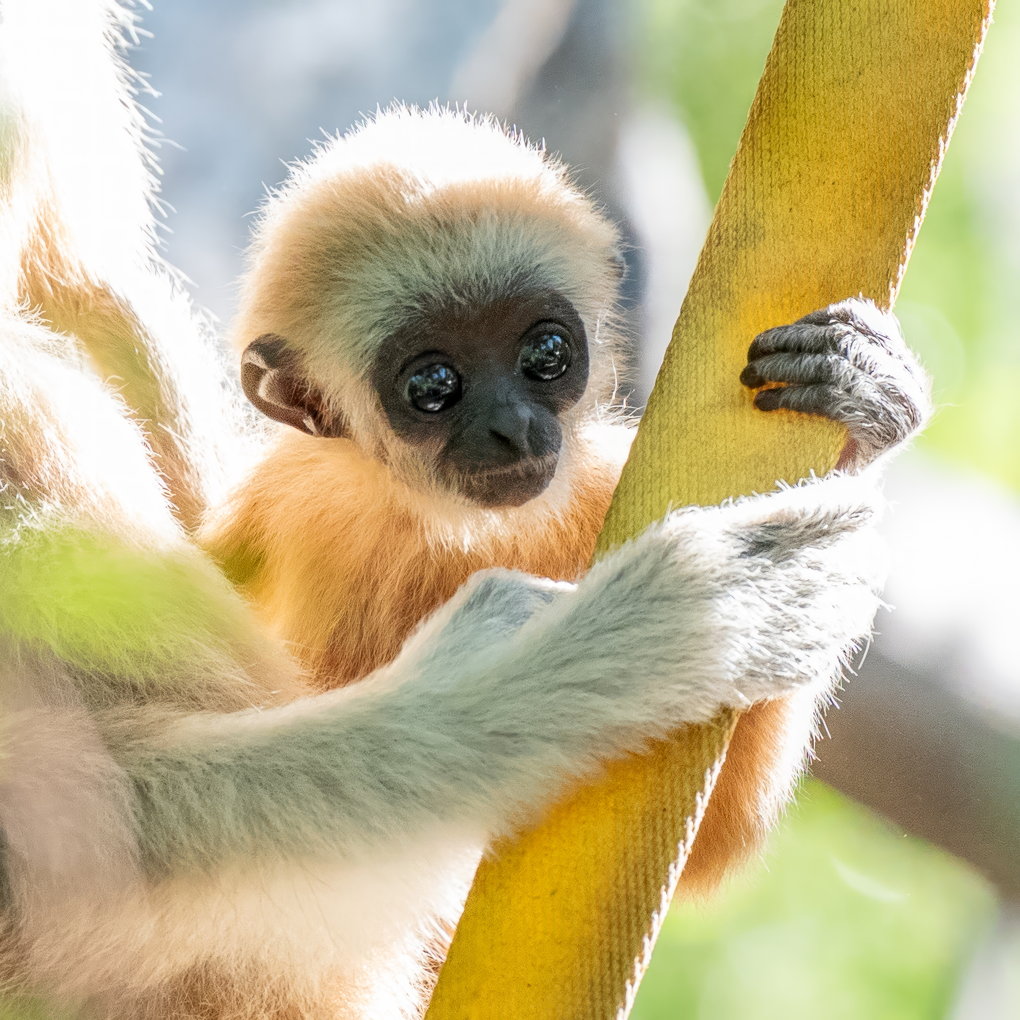 Baby Gibbon