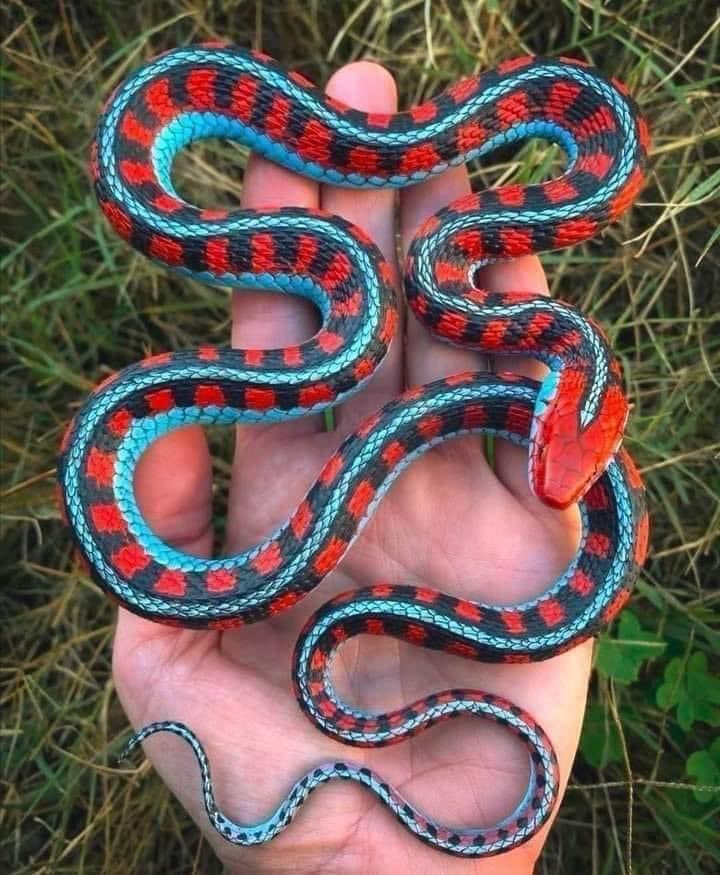 Red Sided Garter Snake