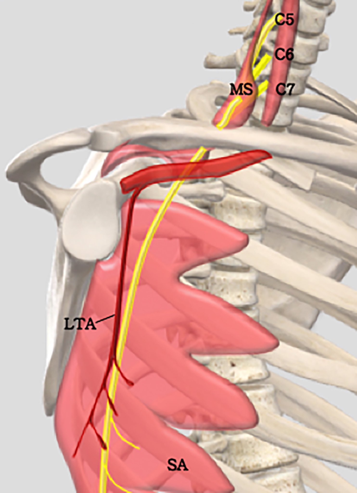 Lateral Thoracic Artery