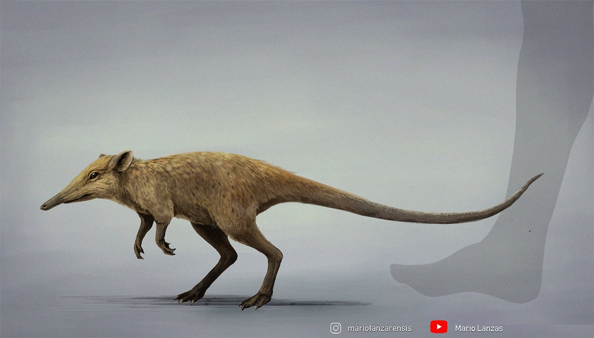 Some species that have never been suggested New species! - Page 25 ...