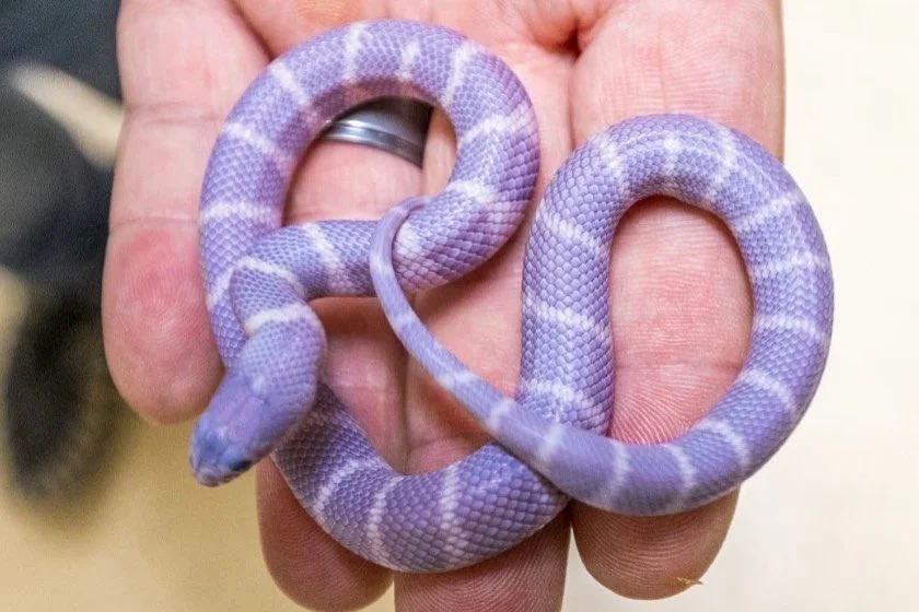 Albino Lavender Corn Snake