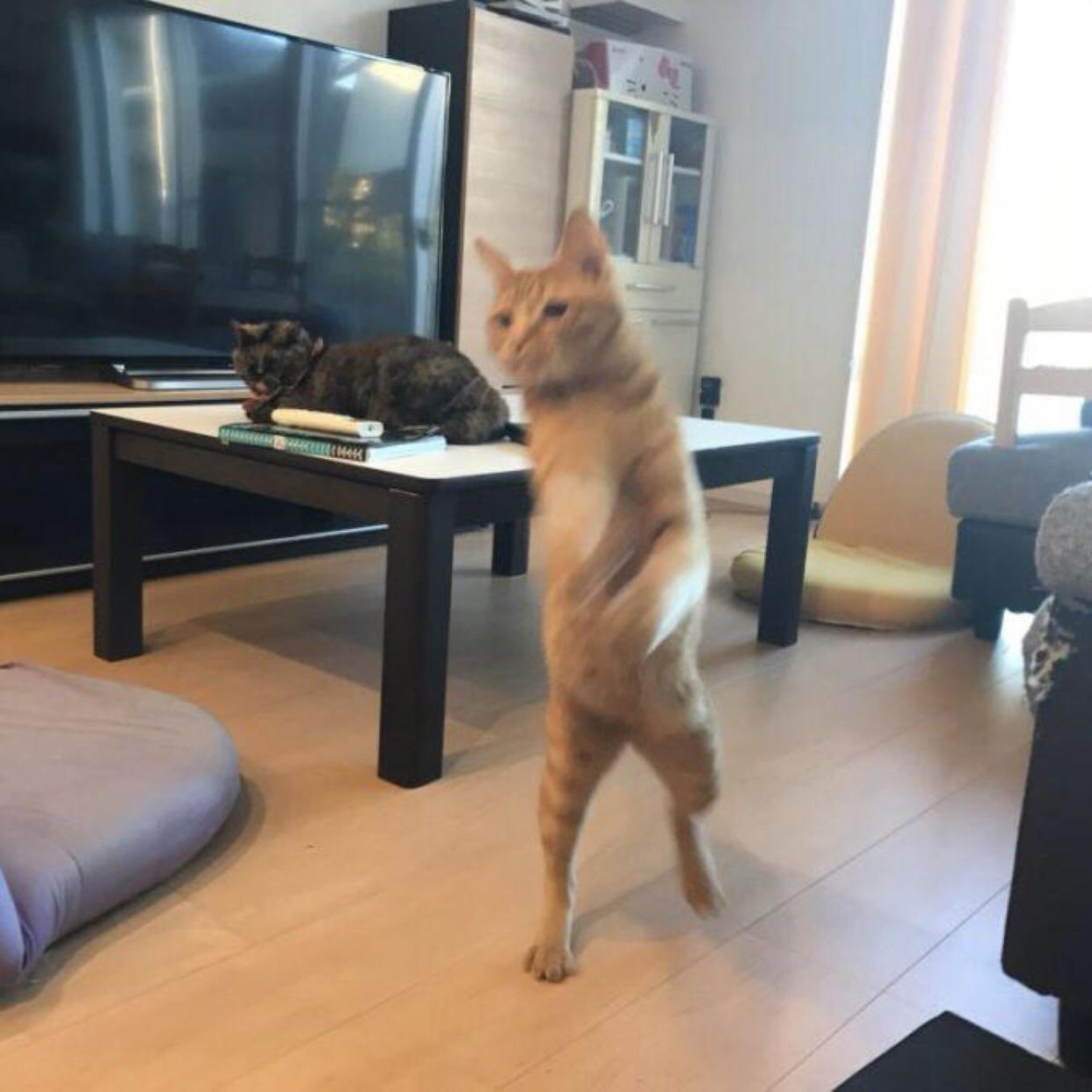 Cat Walking On Two Legs Gif