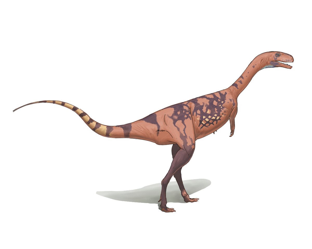 「elaphrosaurus」|しんいちろー🦖お絵描きのイラスト
