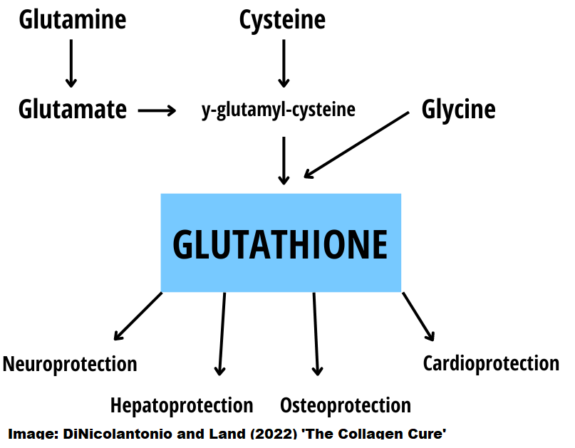 Glutathione is called the body's master antioxidant: - protects against ...