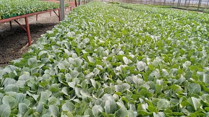 Benefits of having a vegetable nursery: 1. 🌱 Controlled Environment ...